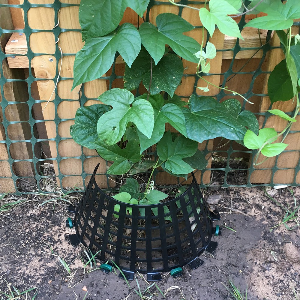 Plant Knight Black 6-Pack