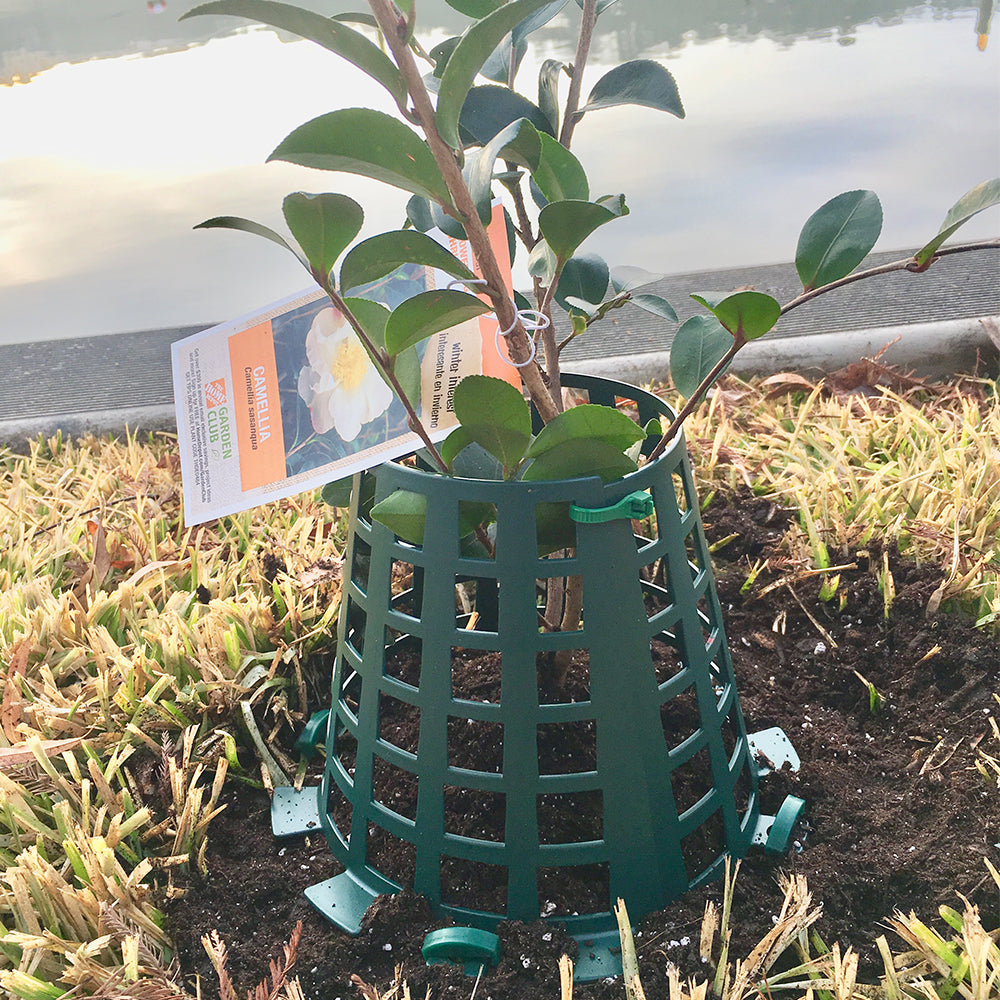 Plant Knight Green 6-Pack