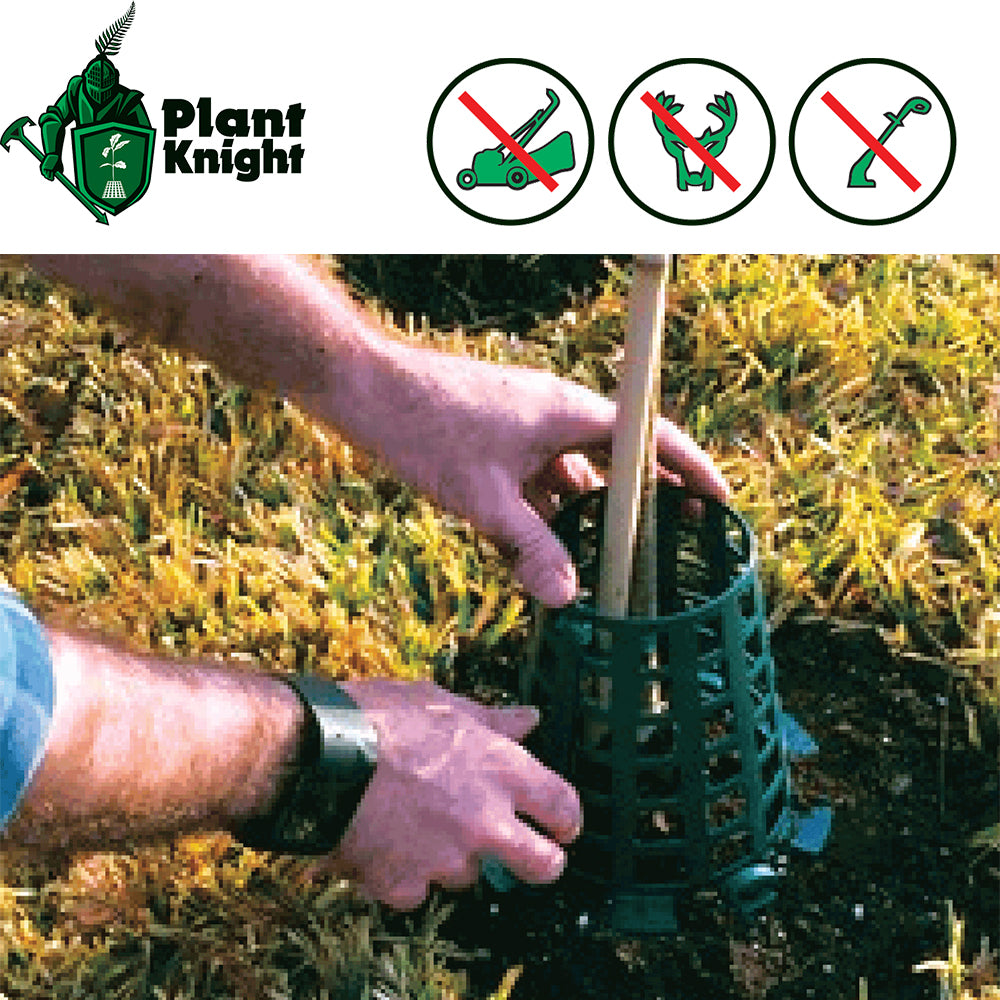 Plant Knight Green 6-Pack